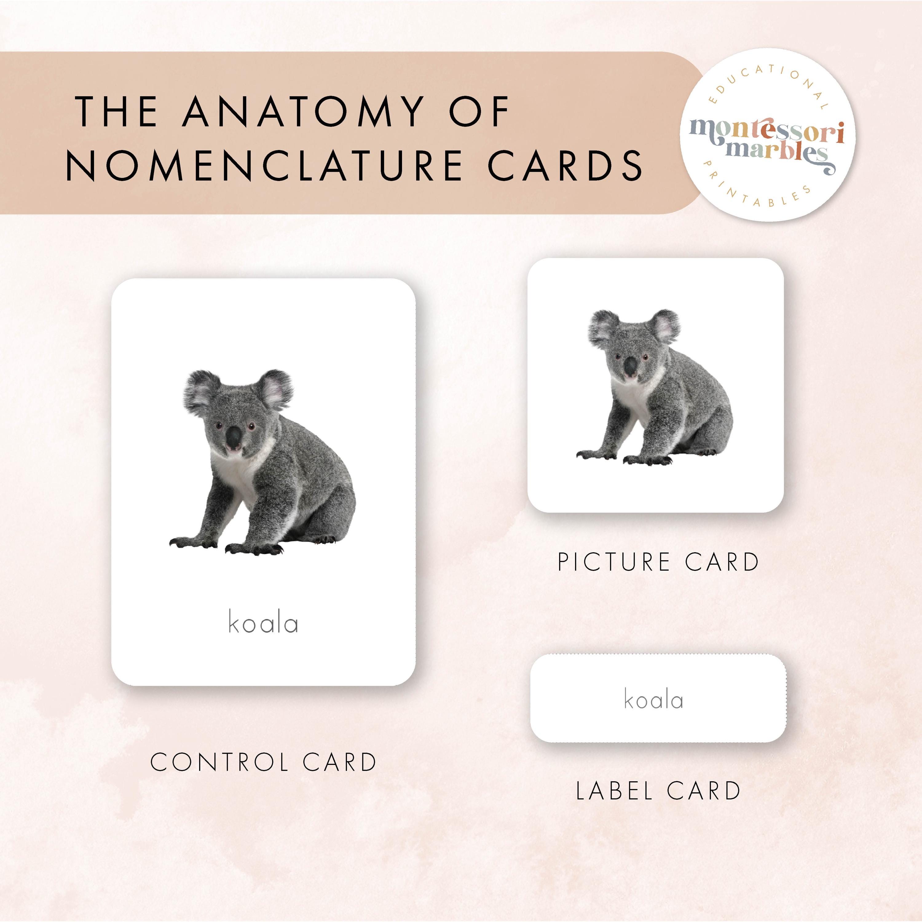 Australian Animals Nomenclature Cards | Montessori 3-part Cards ...