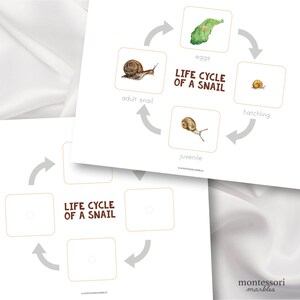 SNAIL LIFE CYCLE With Nomenclature Cards Preschool & Kindergarten ...