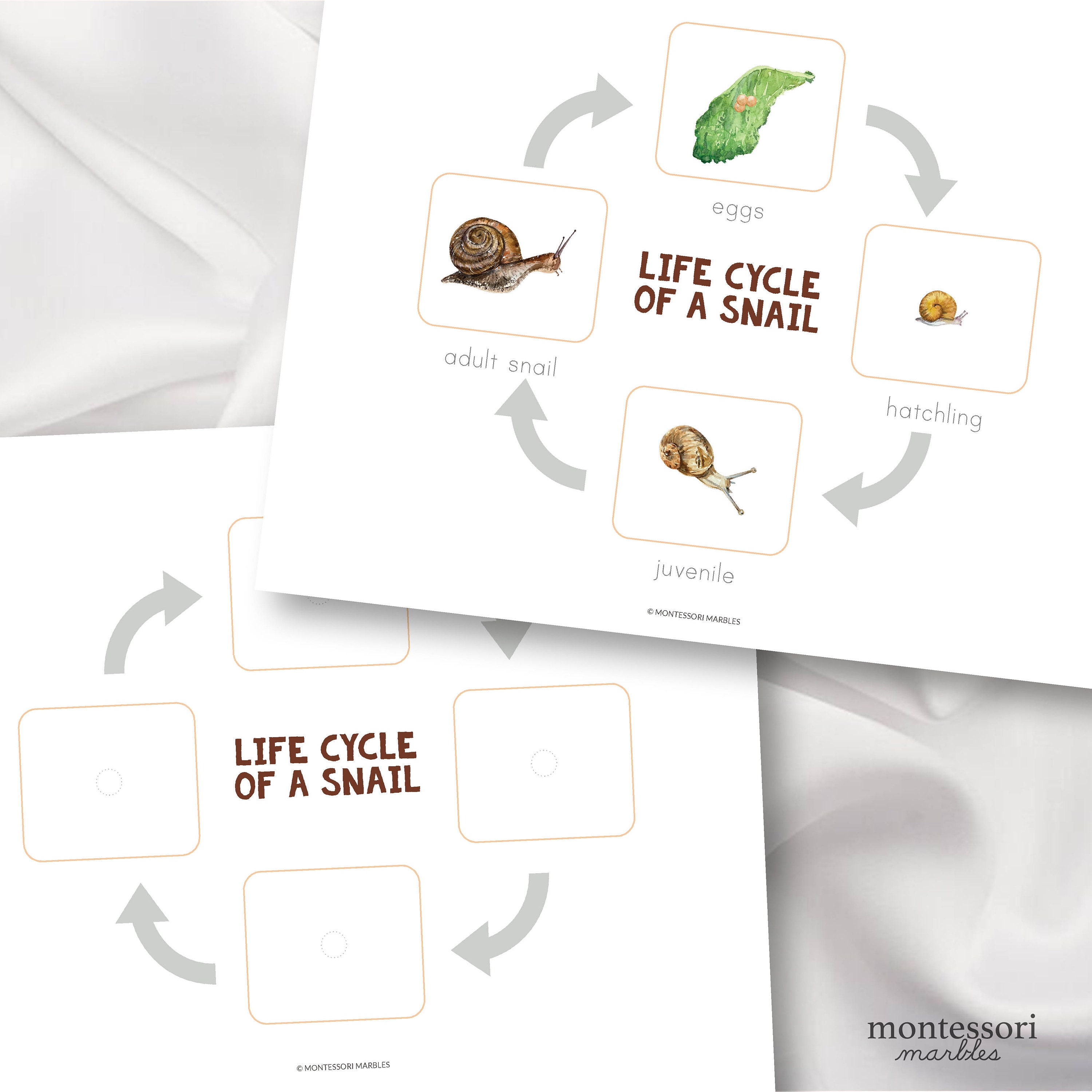 SNAIL LIFE CYCLE With Nomenclature Cards Preschool & - Etsy