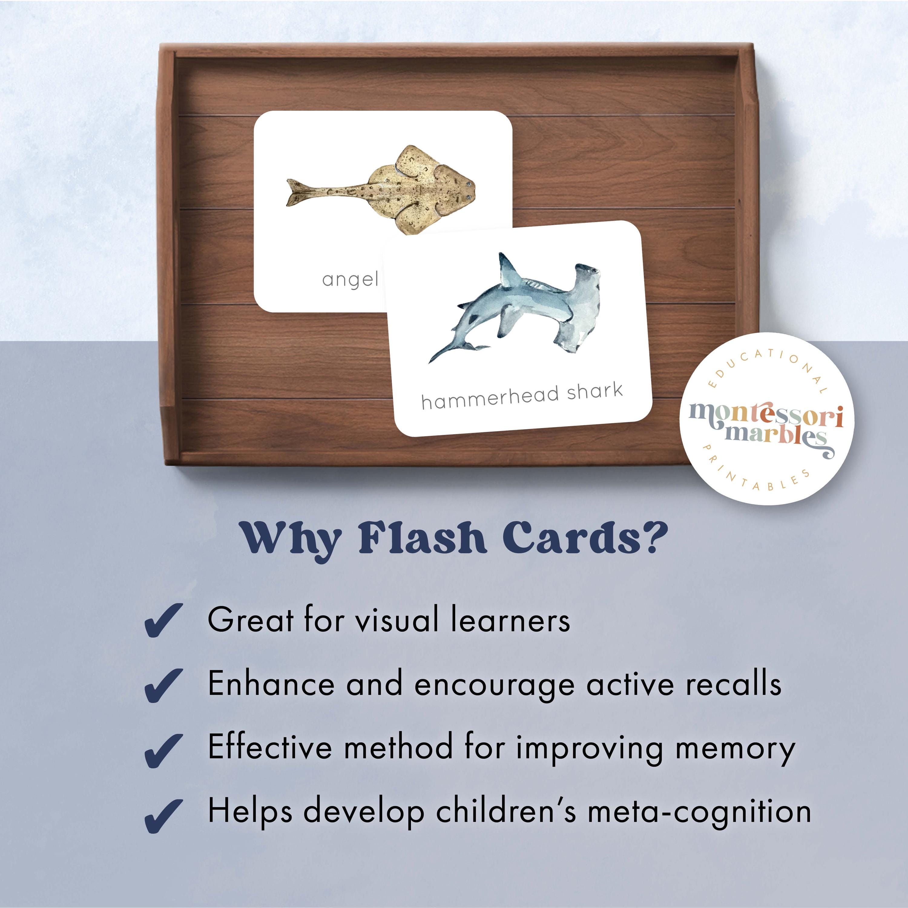 Sharks Flash Cards | 8 Species Watercolor Art | Ocean Marine Biology ...