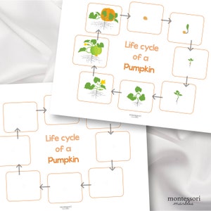 Life Cycle of a Pumpkin Montessori Nomenclature Cards Montessori at ...
