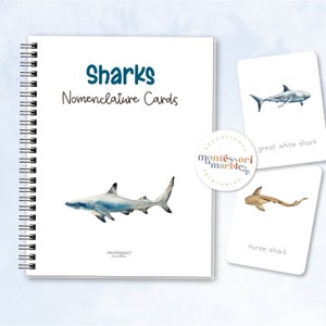 SHARKS Nomenclature Cards | Types of Sharks | Watercolor Sharks Flash ...