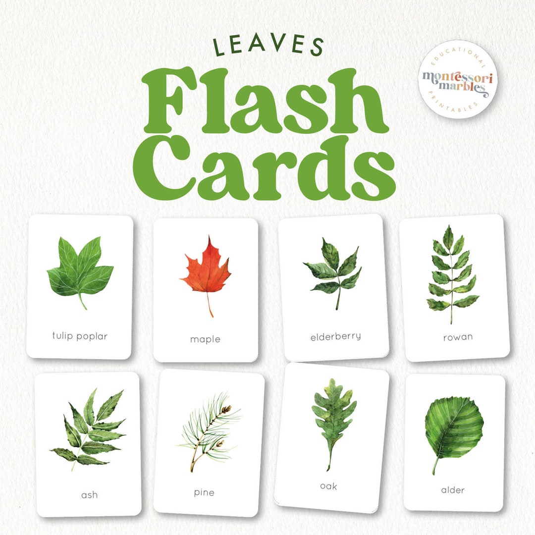 Leaves Flash Cards: Montessori Printable Vocabulary (digital Download ...