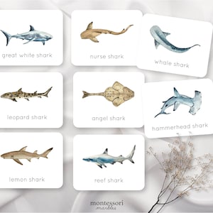 SHARKS Flash Cards Types of Sharks Watercolor Sharks Flash - Etsy