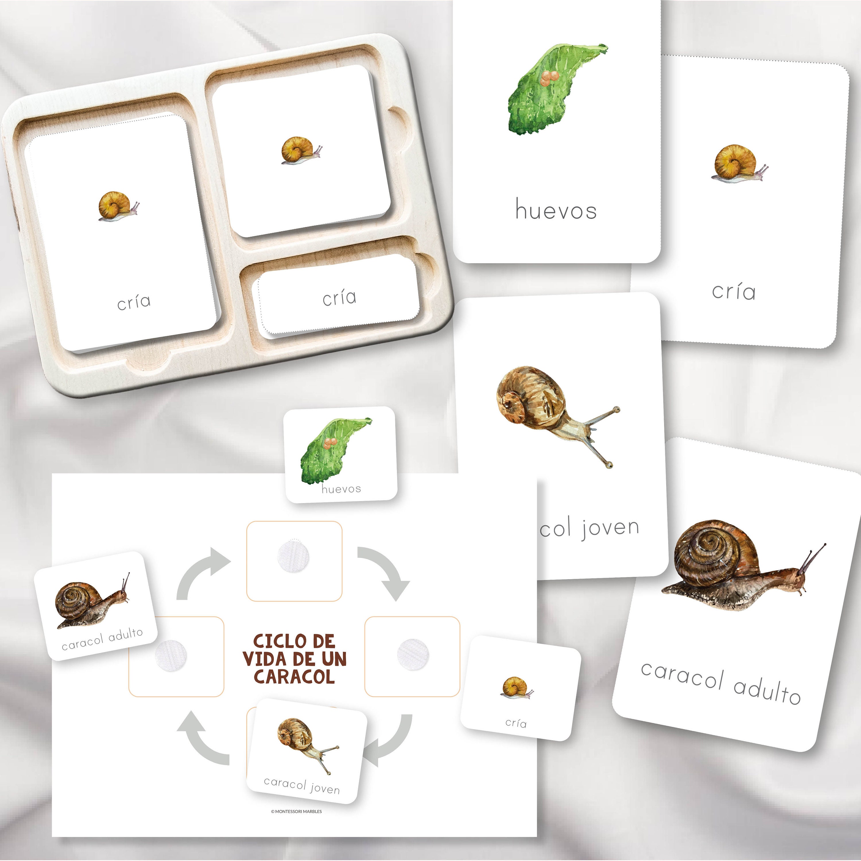 CICLO DE VIDA De Un Caracol Life Cycle of Snails in Spanish Montessori ...