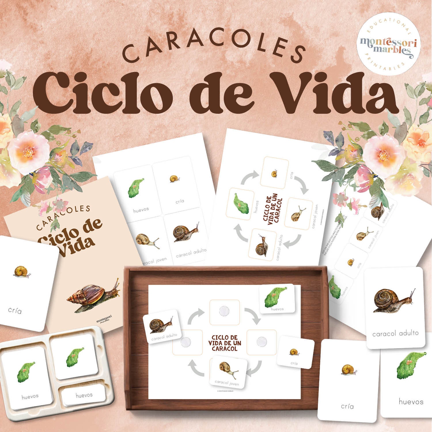CICLO DE VIDA De Un Caracol Life Cycle of Snails in Spanish Montessori ...