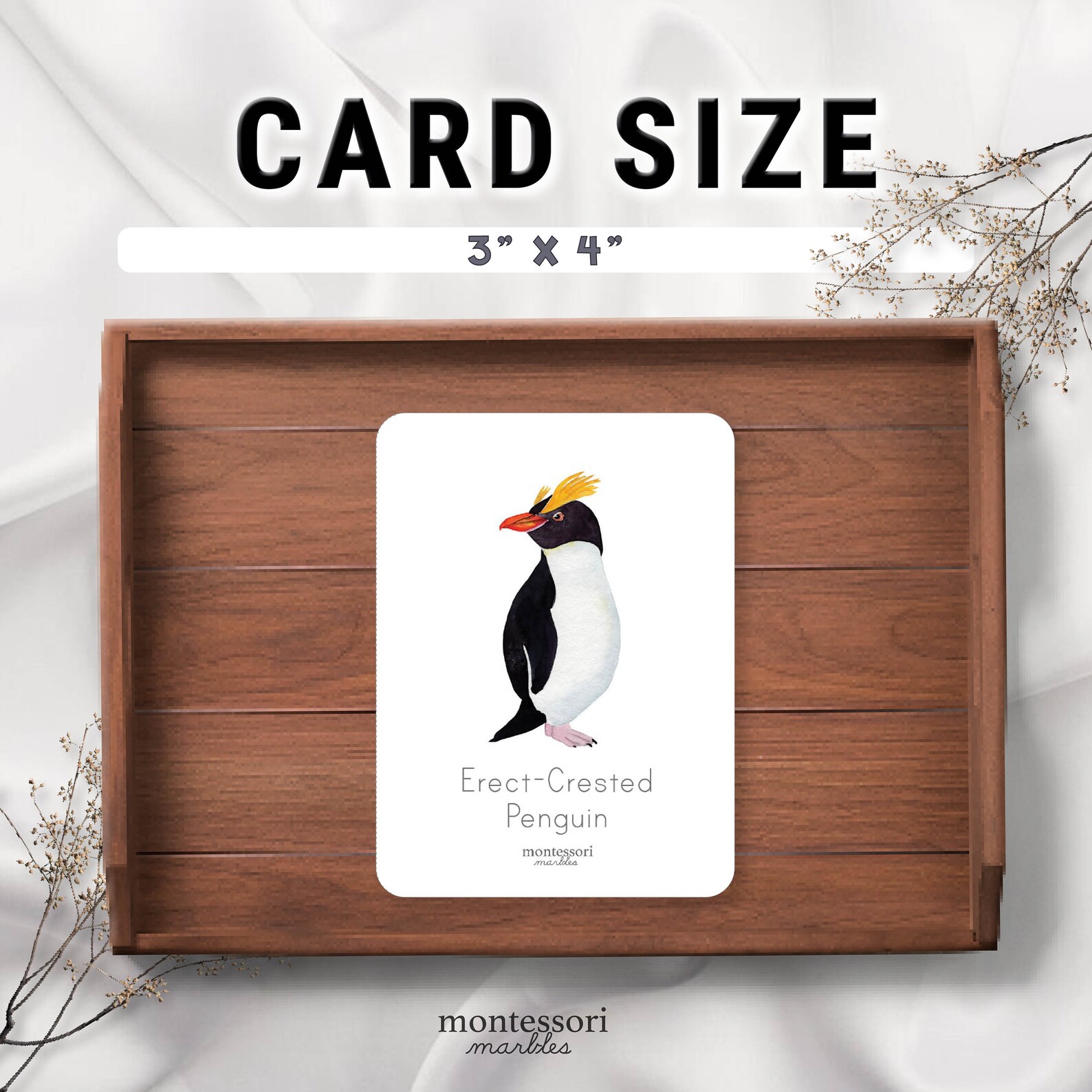 PENGUINS Montessori Flash Cards Types of Penguins - Etsy