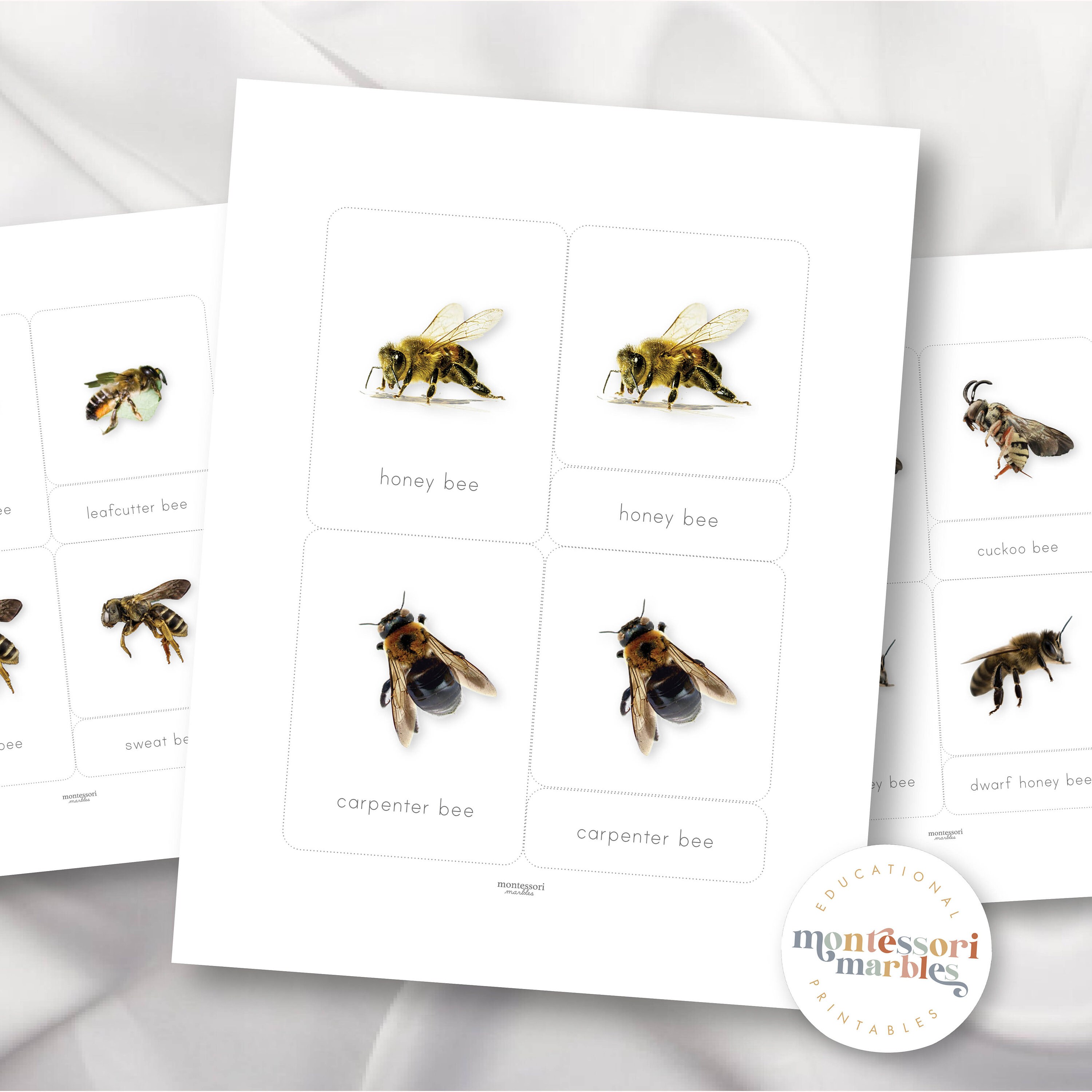 Bees and Wasps 3-part Cards | Montessori Spring Nature Study | Insect 3 ...