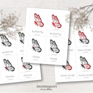 Parts of a Butterfly Montessori Nomenclature Cards - Etsy