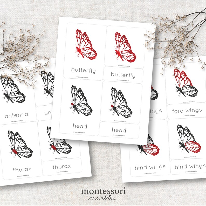 Parts of a Butterfly Montessori Nomenclature Cards - Etsy