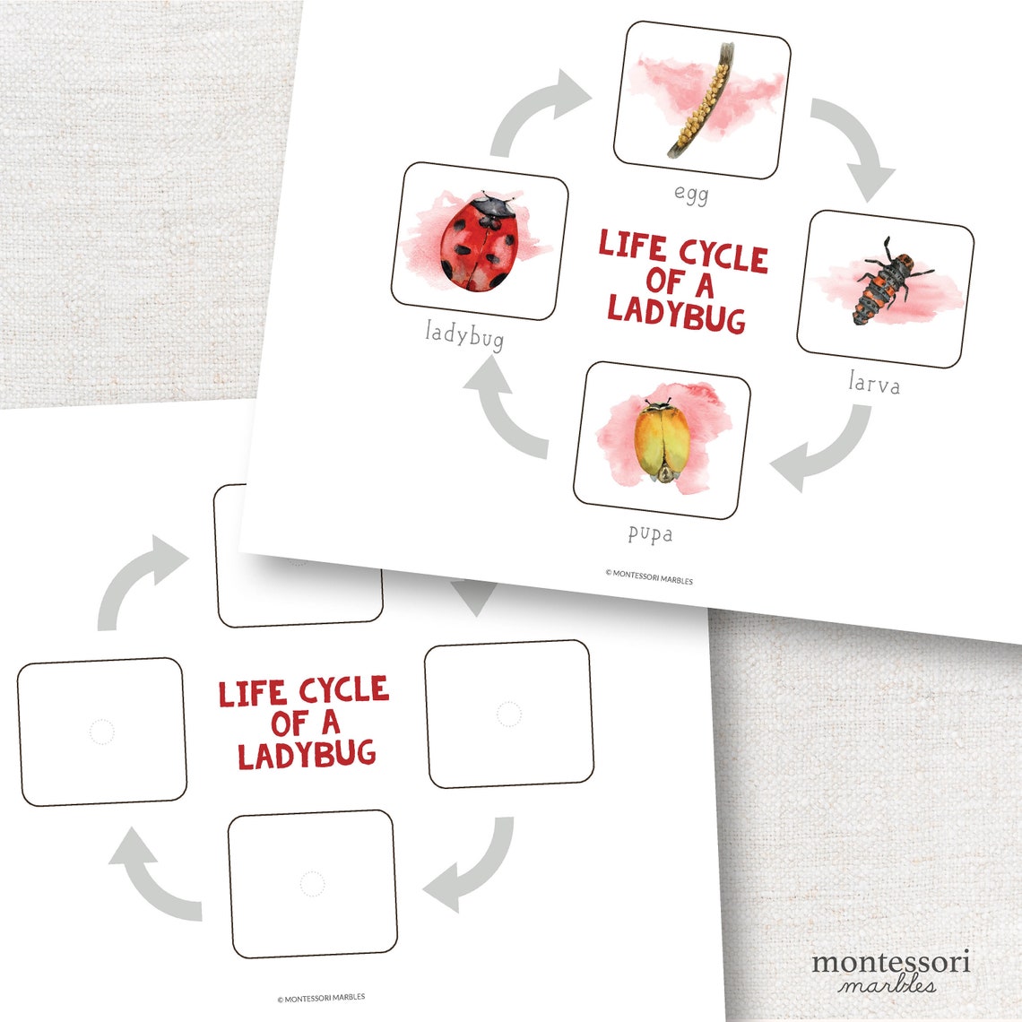 LADYBUG Life Cycle and Nomenclature Cards Montessori - Etsy