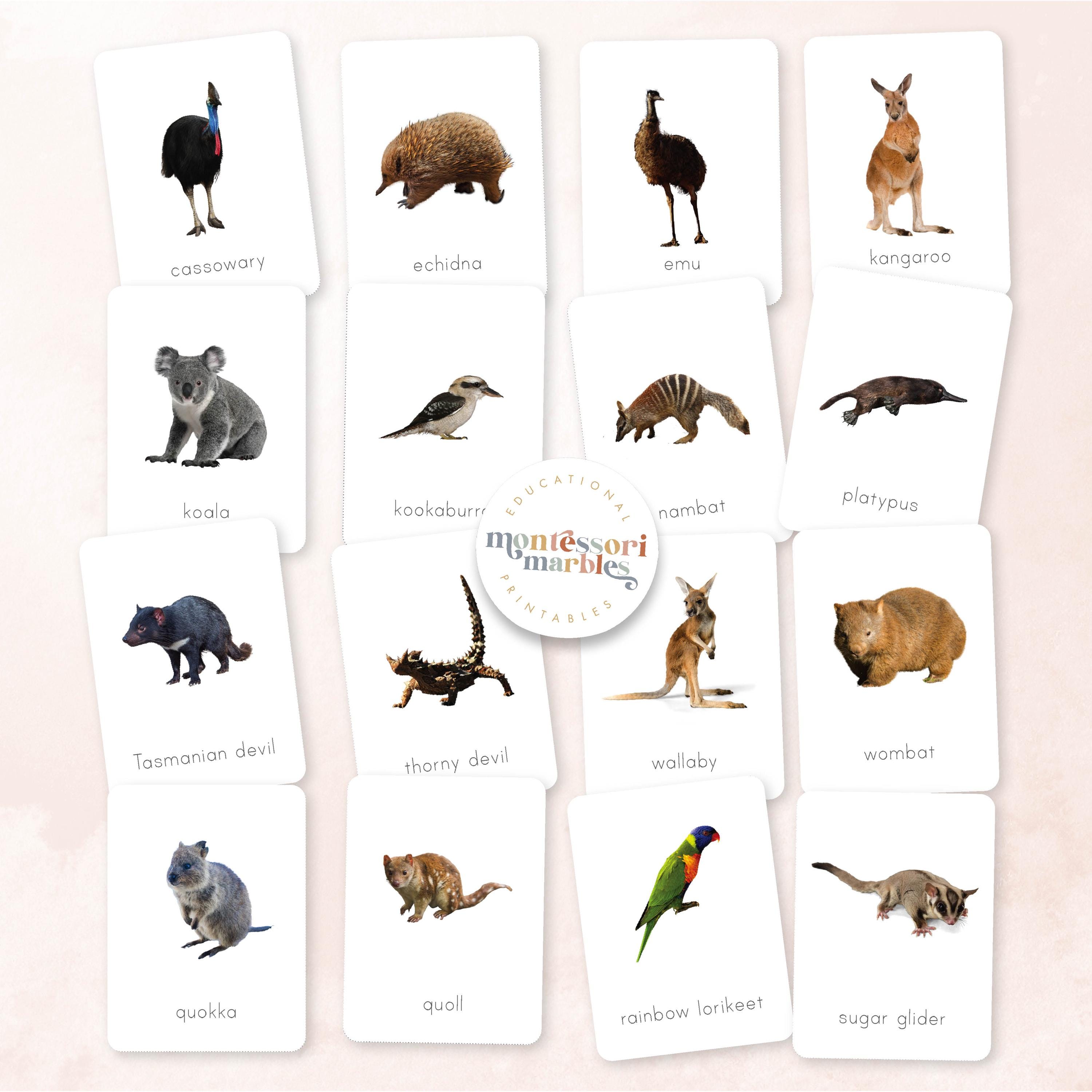 Australian Animals Flash Cards | Montessori Learning Resource ...