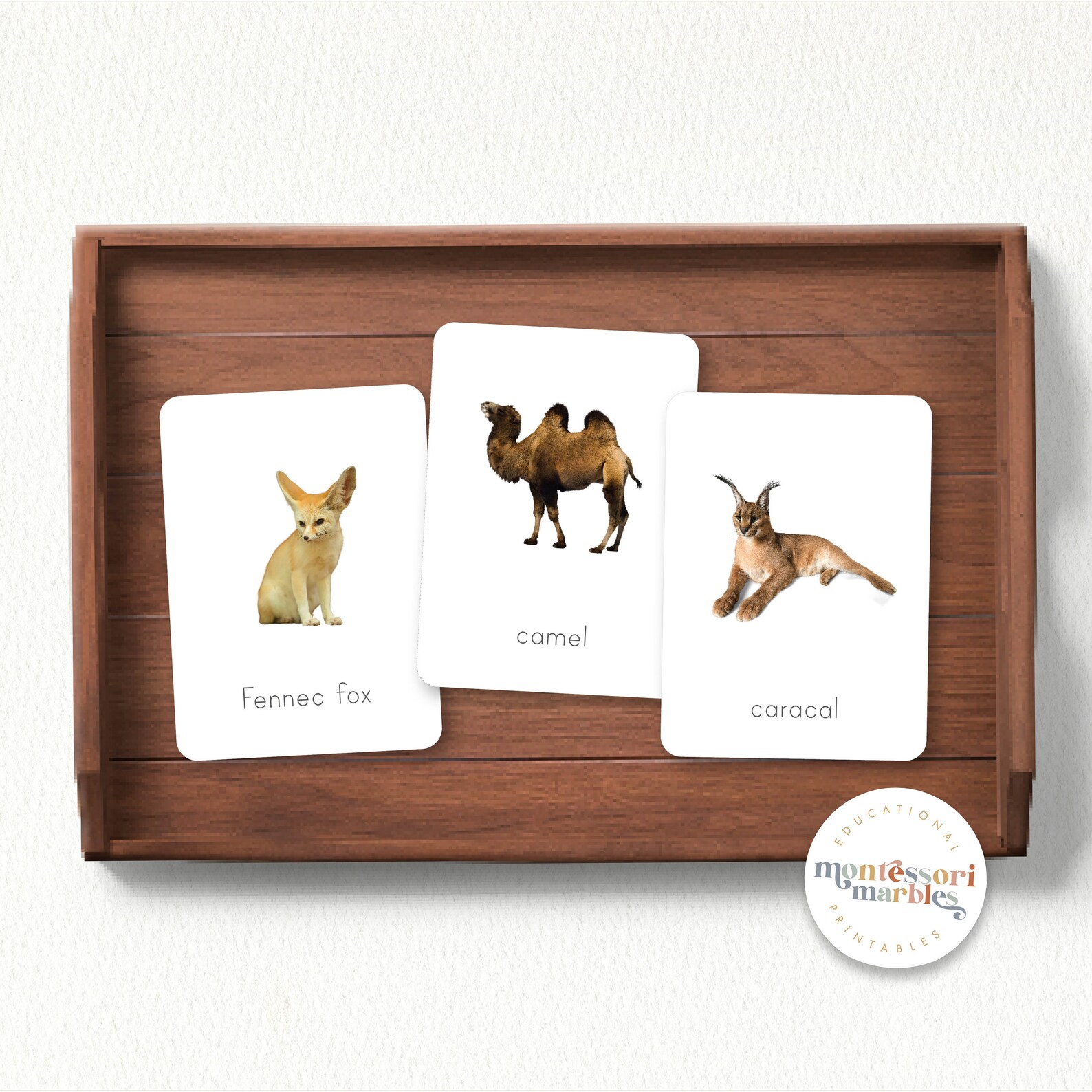 Desert Animals Flash Cards | Montessori Zoology Vocabulary | Real Photo ...