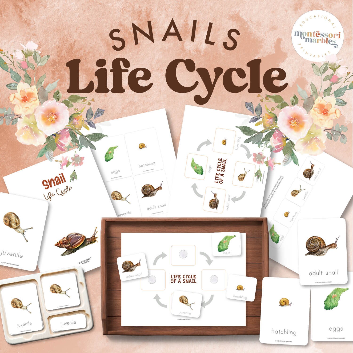 SNAIL LIFE CYCLE With Nomenclature Cards Preschool & Kindergarten ...