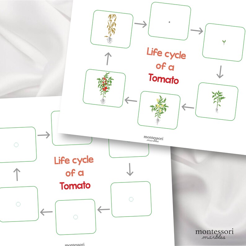 Life Cycle of a Tomato Plant Montessori Nomenclature Cards and Life ...
