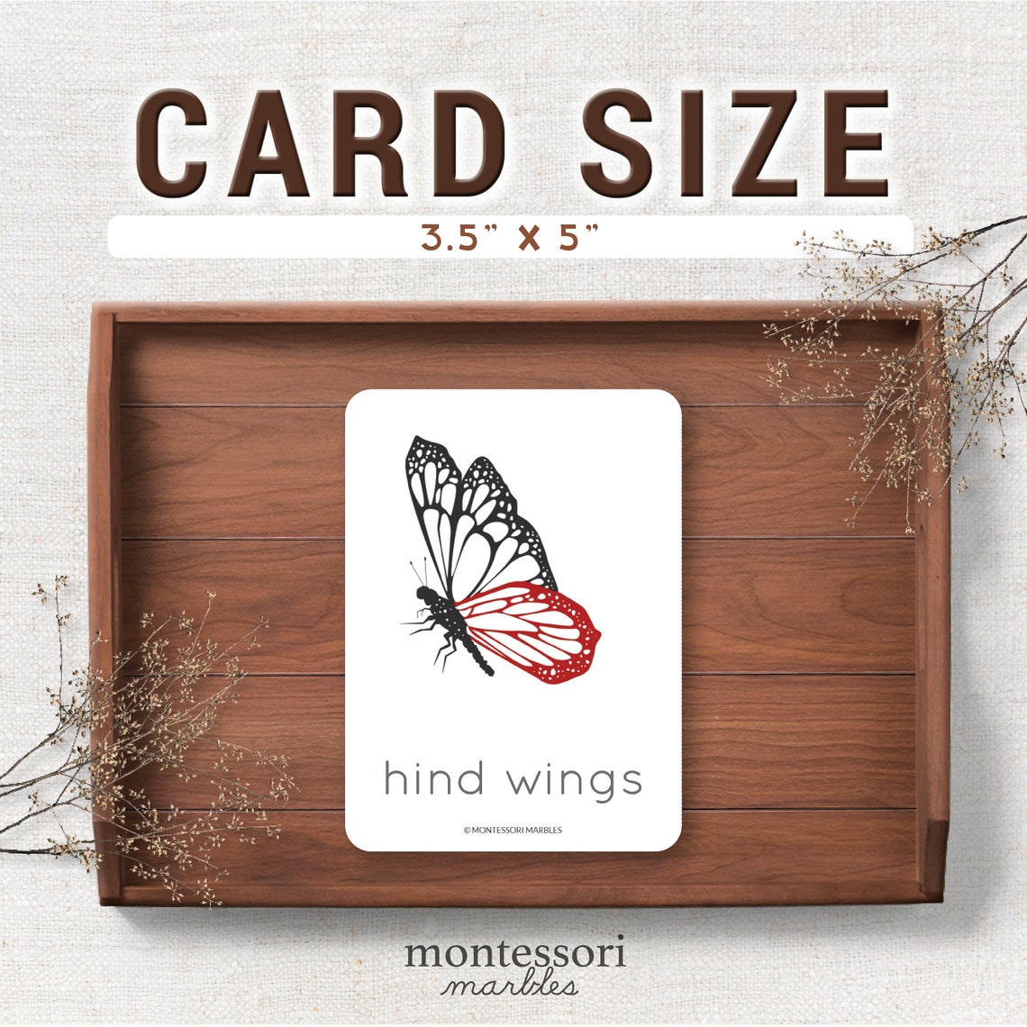 Parts of a Butterfly Montessori Nomenclature Cards - Etsy