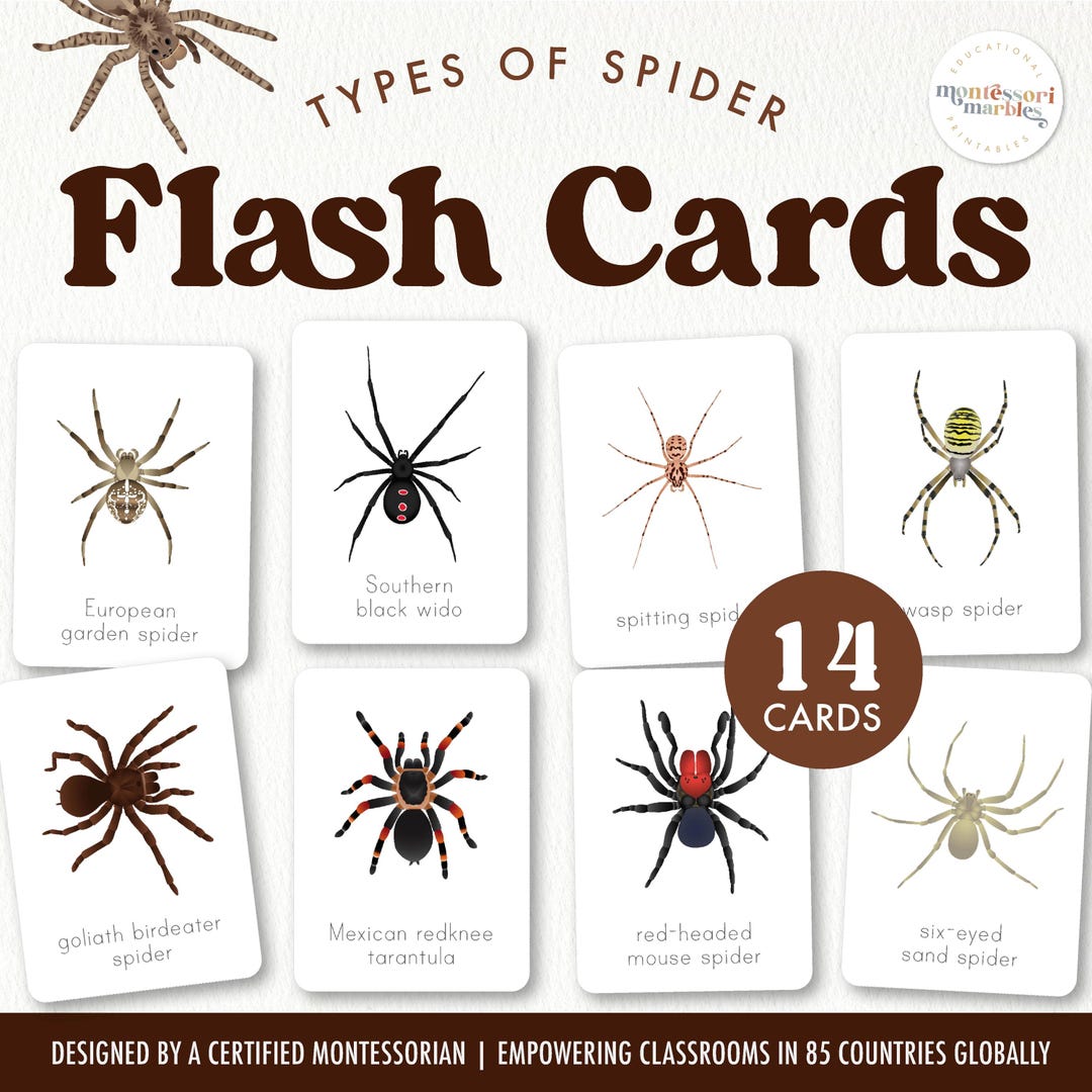 SPIDERS Types of Spiders Flash Cards | Montessori Inspired Learning ...