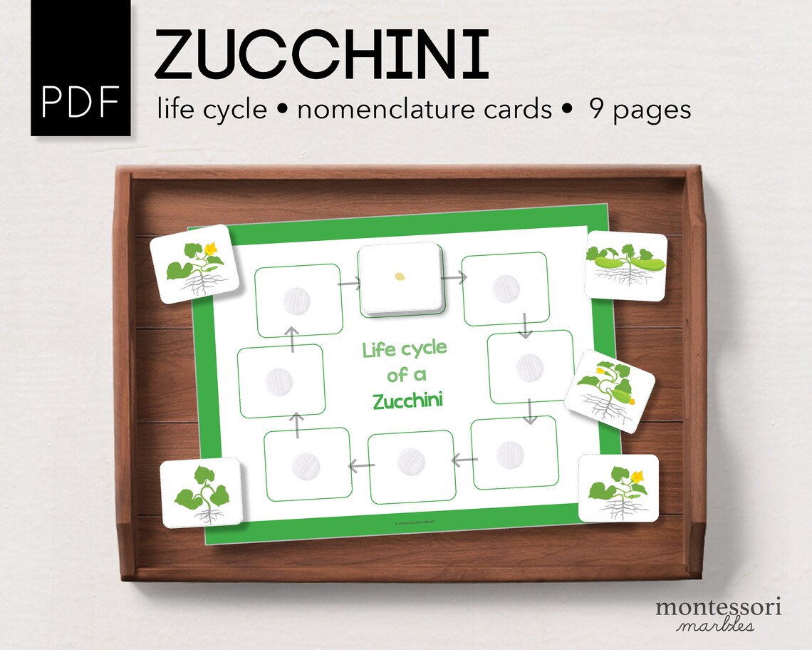 Life Cycle of a Zucchini Montessori Nomenclature Cards | Etsy