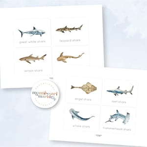 SHARKS Flash Cards | Types of Sharks | Watercolor Sharks Flash Cards ...
