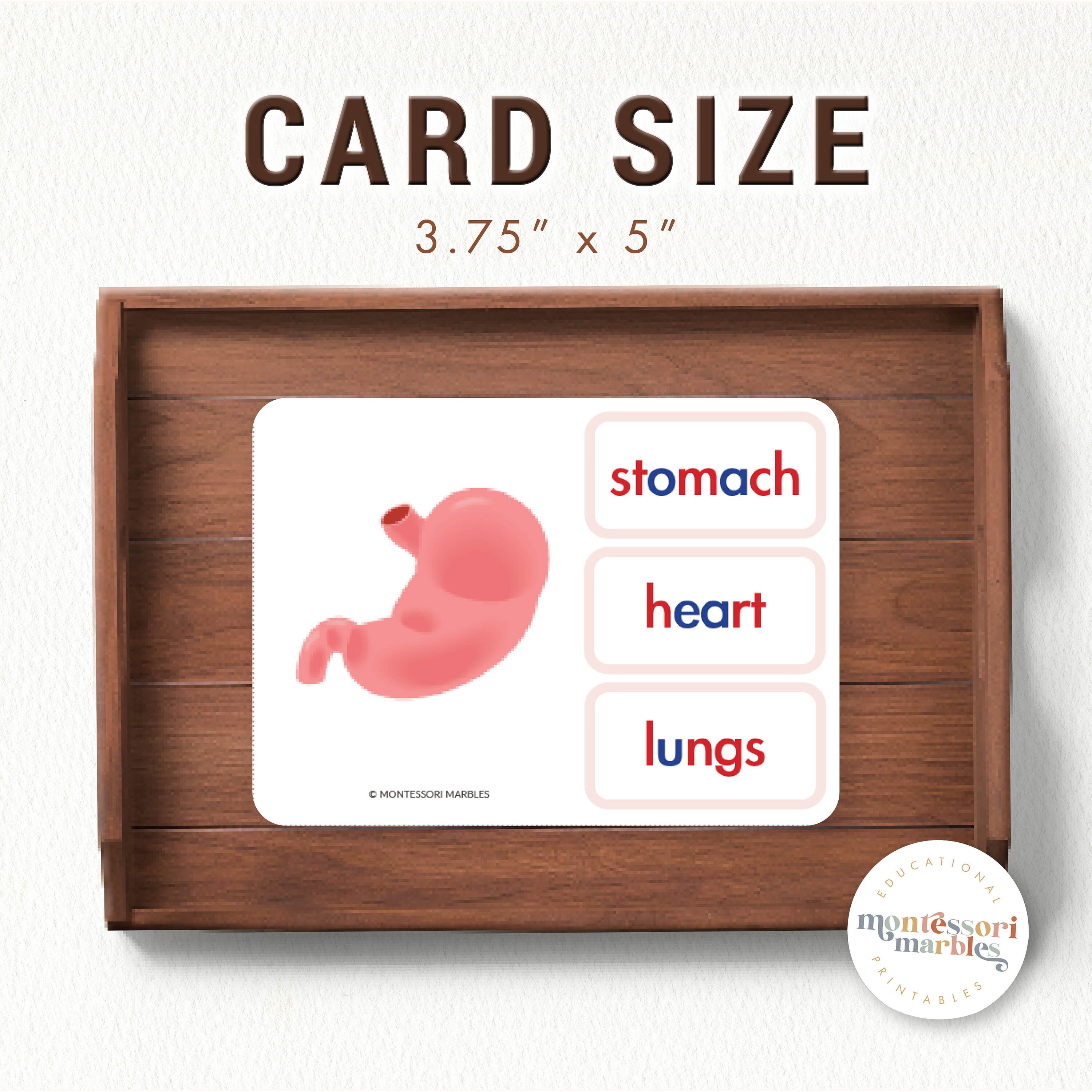Human Body Organs Labeling Pictures With Words for Pre-k Preschool ...