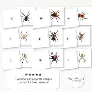 SPIDERS Magnifying Matching Game | Montessori at Home Using Magnifying ...