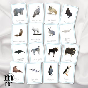 Arctic Animals Flash Cards: Montessori Homeschool Printable (digital ...