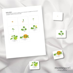 Life Cycle of a Pumpkin Montessori Nomenclature Cards Montessori at ...