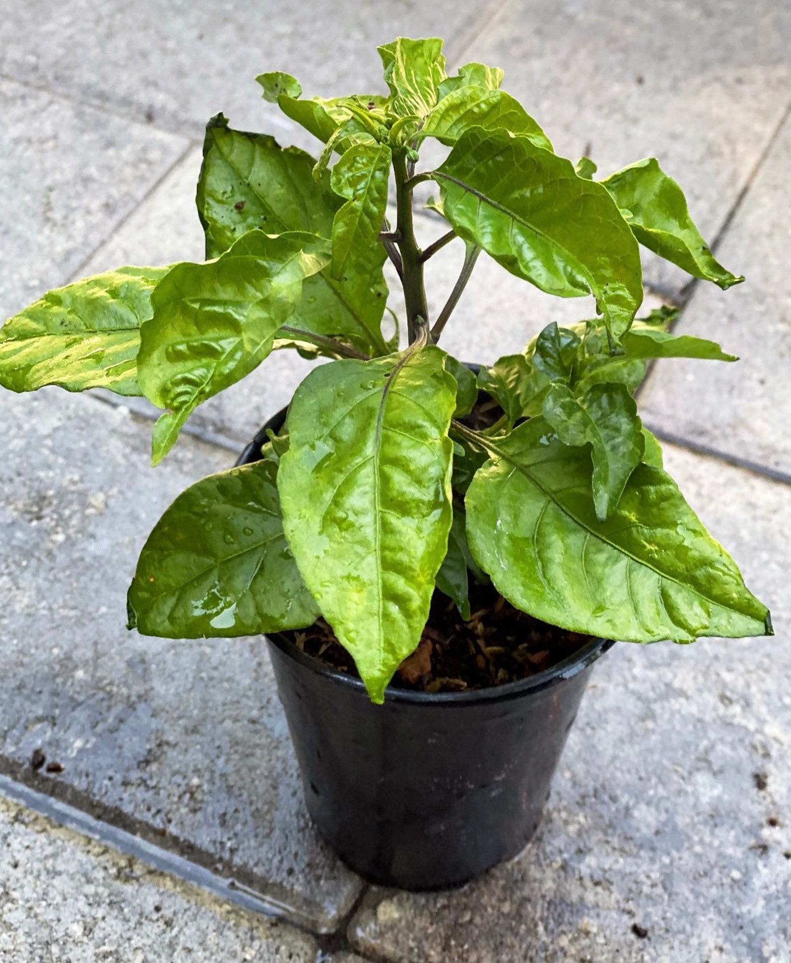 Carolina reaper plant - rilomouse