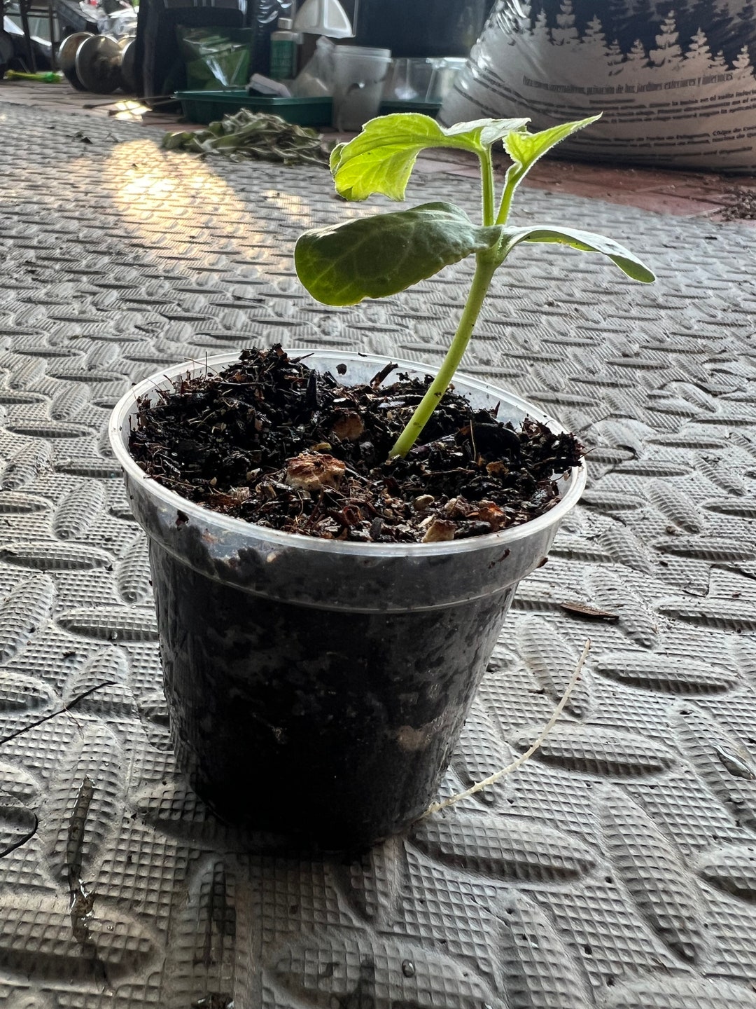 Luffa Plant Loofah Seedling 4-6 Inch Pot Live Plant Loofa - Etsy