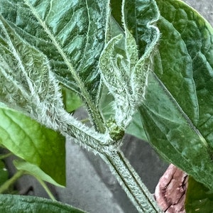 25 Seeds Orange Manzano Chili Pepper Capsicum Pubescens Chile Rocoto ...