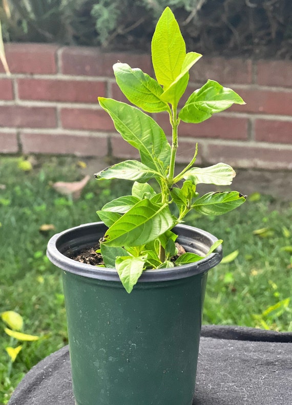 Muicle Mexican Honeysuckle Live Plant in Quart Container - Etsy