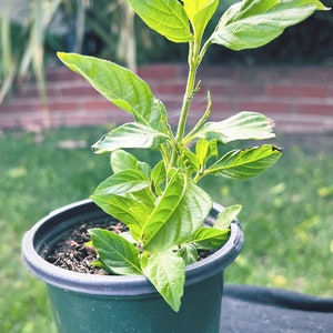 Muicle Mexican Honeysuckle Live Plant in Quart Container - Etsy