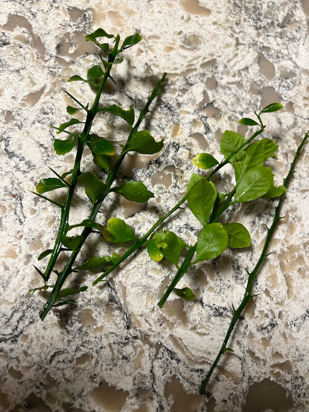 5 Australian Finger Lime Tree 5" Scion Wood Cutting for Grafting of ...