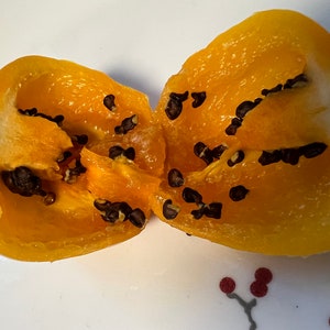 25 Seeds Orange Manzano Chili Pepper Capsicum Pubescens Chile Rocoto ...