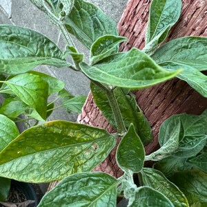 25 Seeds Orange Manzano Chili Pepper Capsicum Pubescens Chile Rocoto ...