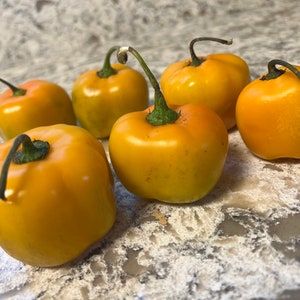 25 Seeds Orange Manzano Chili Pepper Capsicum Pubescens Chile Rocoto ...