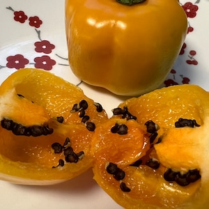 25 Seeds Orange Manzano Chili Pepper Capsicum Pubescens Chile Rocoto ...