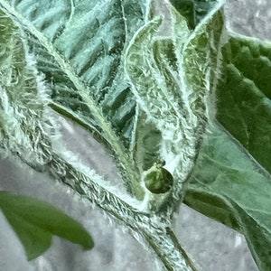 25 Seeds Orange Manzano Chili Pepper Capsicum Pubescens Chile Rocoto ...