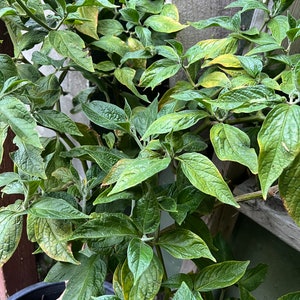 25 Seeds Orange Manzano Chili Pepper Capsicum Pubescens Chile Rocoto ...