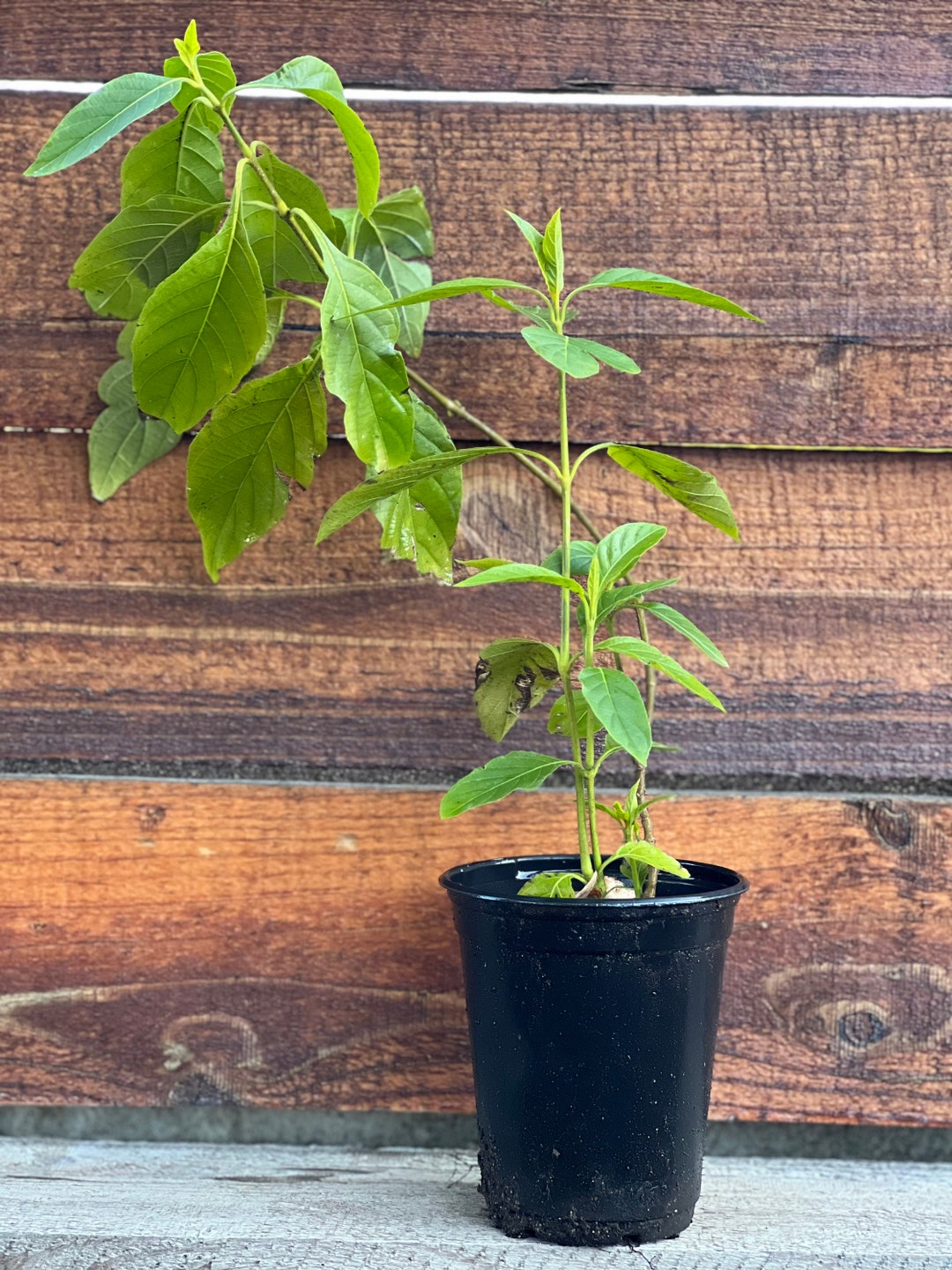 Muicle- Mexican Honeysuckle- Live Plant in Quart Container Justicia ...