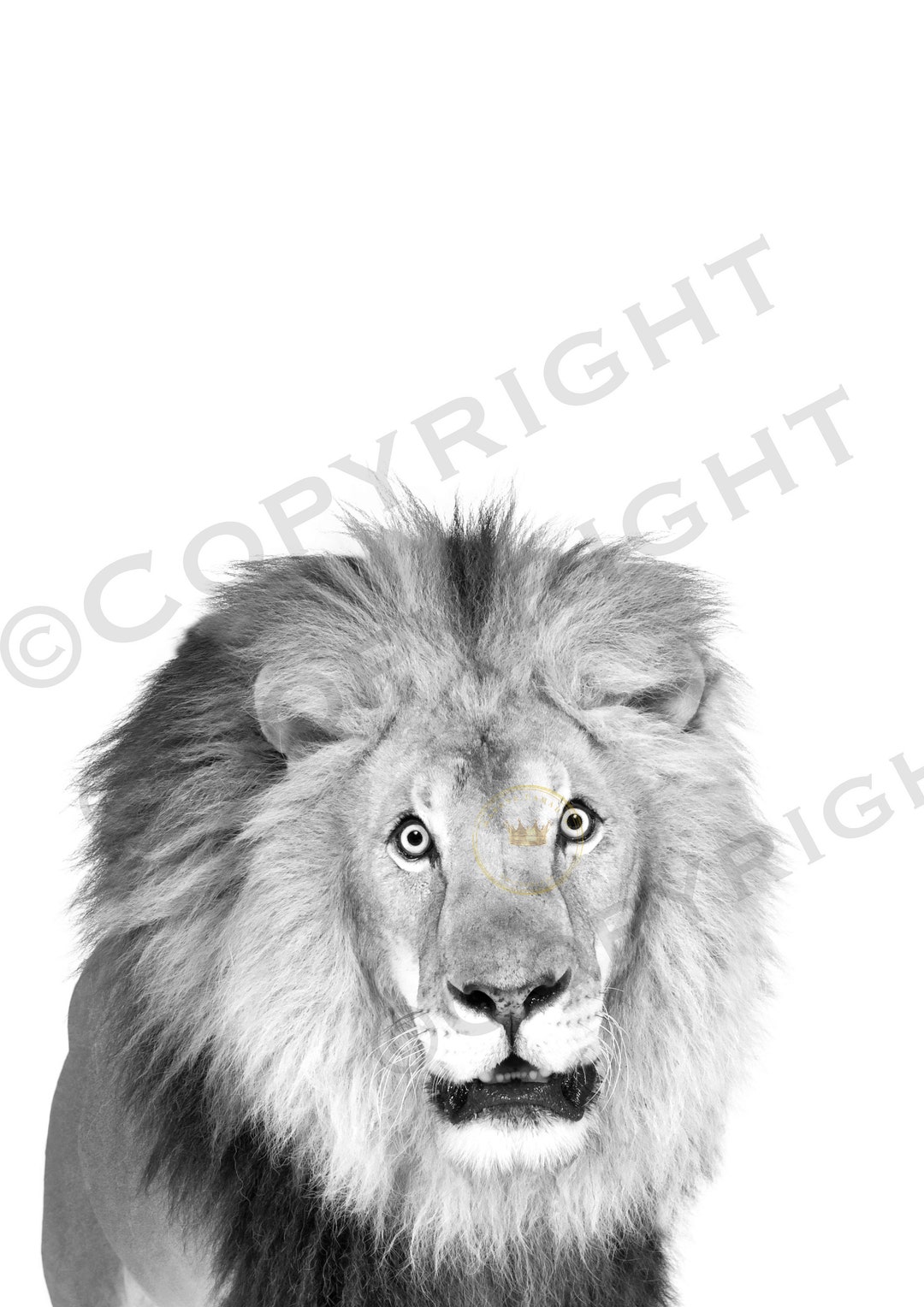 Lion Löwe Black and White Poster Download Illustration Photo A4 Animal ...