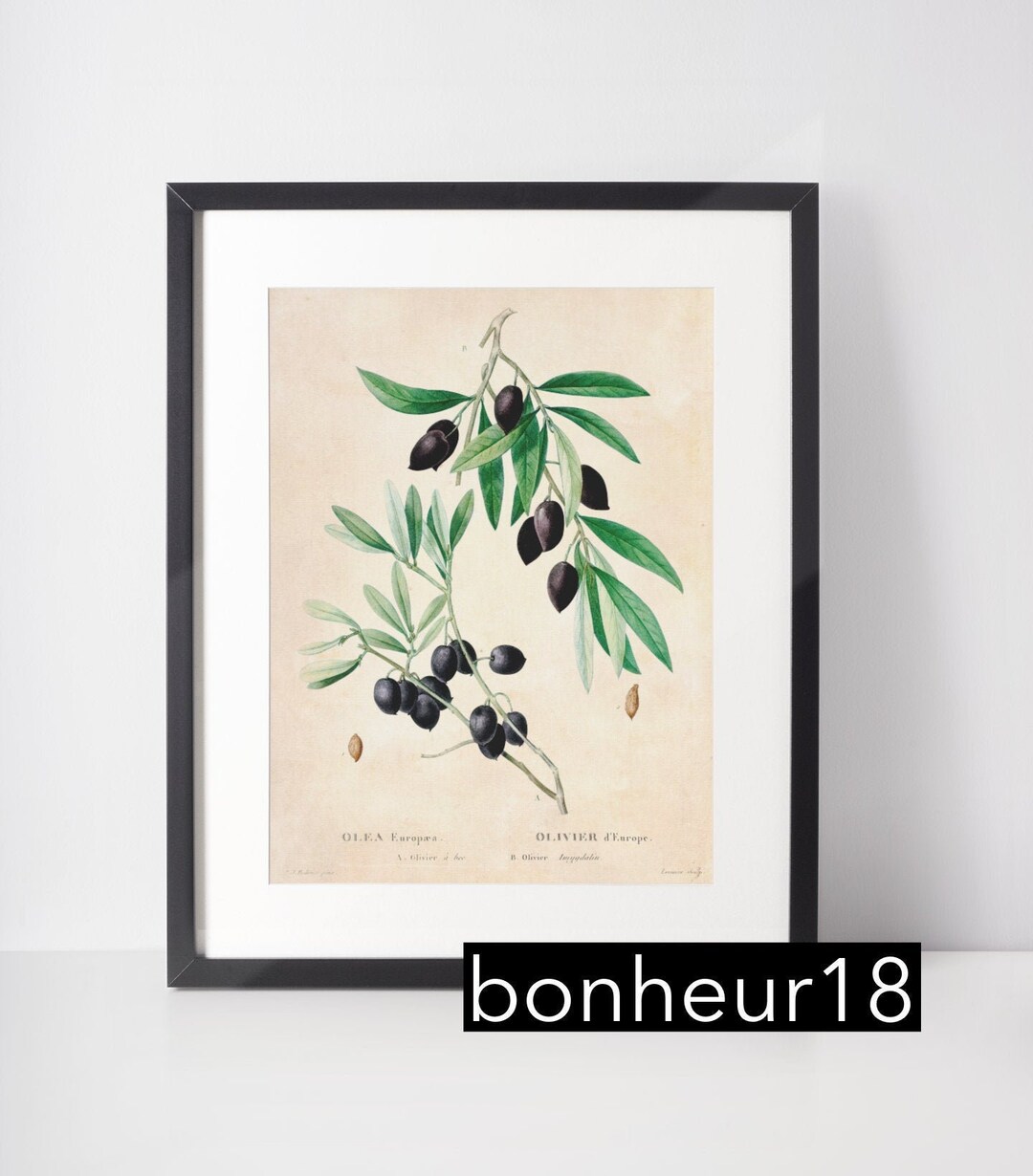 Olive Print, I Ship Botanic Print, Olive Printable, Vintage Botanical ...