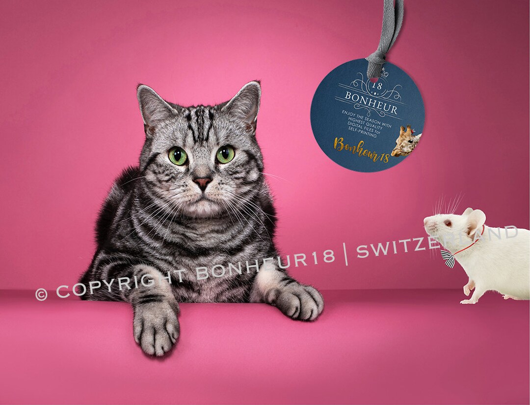 Silver Tabby Cat Kitten With White Mouse on Pink Background Instant ...