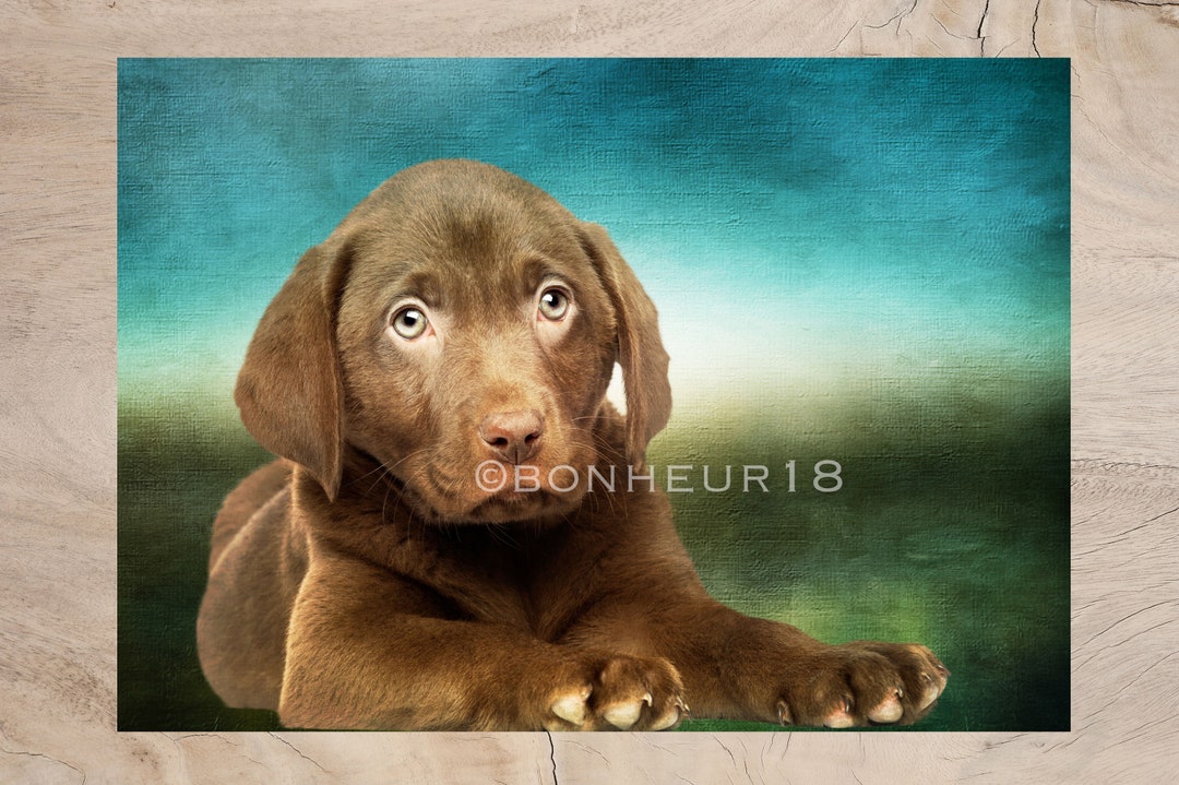 Labrador Dog, Labrador Retriever, Print, Labrador Print, Dog, Puppy ...