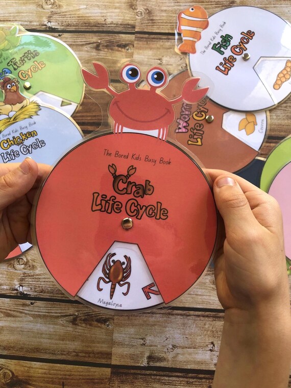 Ciclo De Vida De Los Animales Para Niños Mostop Kit De Ciclo De Vida,