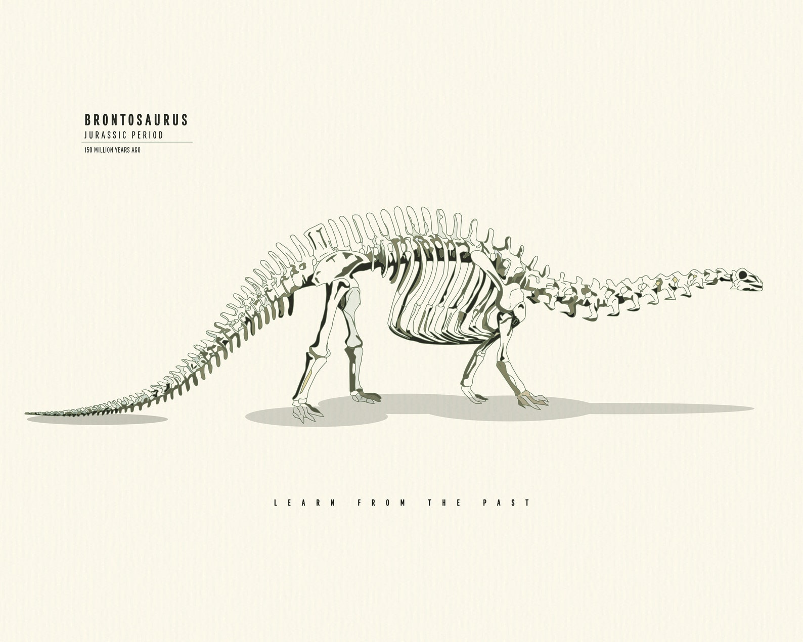 Brontosaurus Skeleton Poster, Dinosaur Poster, Educational Artwork - Etsy