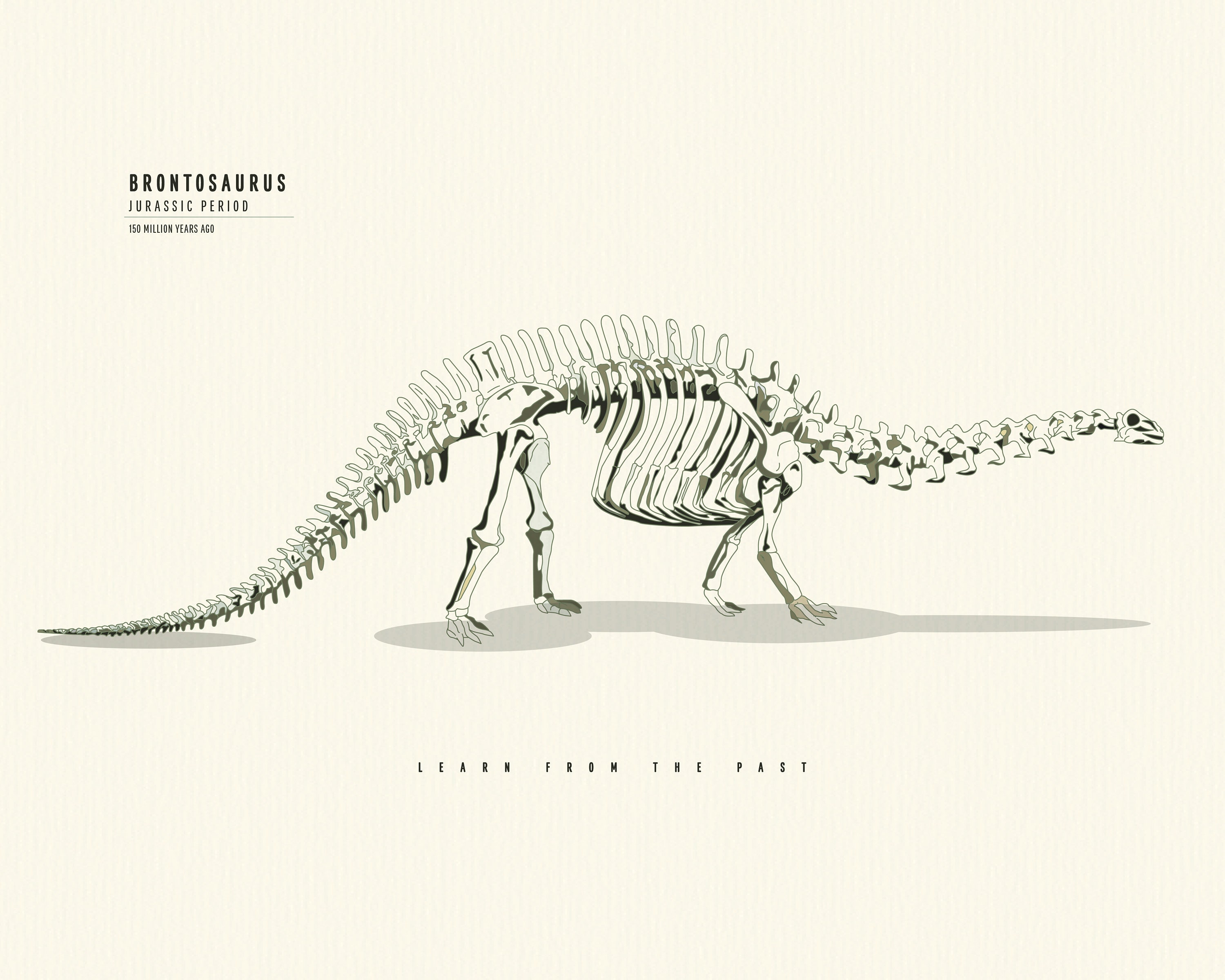 Brontosaurus Skeleton Poster, Dinosaur Poster, Educational Artwork - Etsy