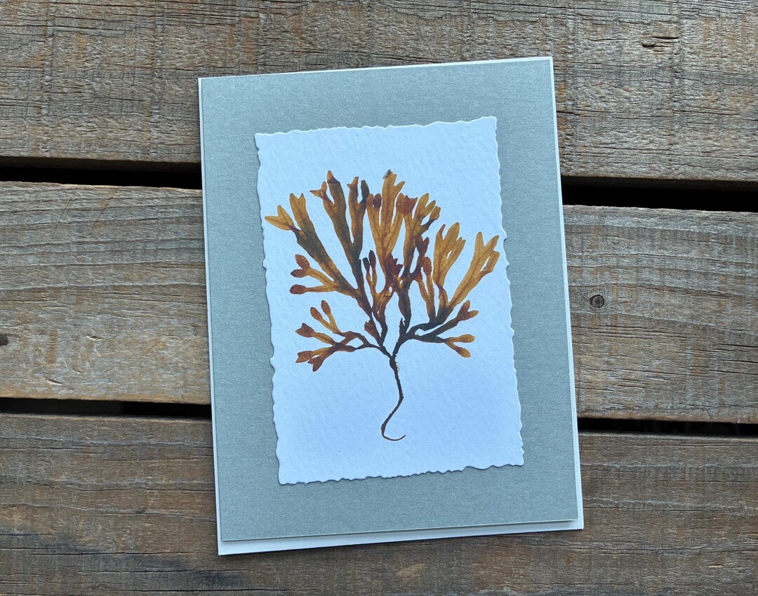 Seaweed Card | Seaweed Greeting Card | Seaweed Notecard | Bladderwrack ...