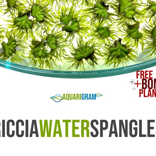 40 Riccia Water Spangles FREE BONUS PLANT Live Floating | Etsy