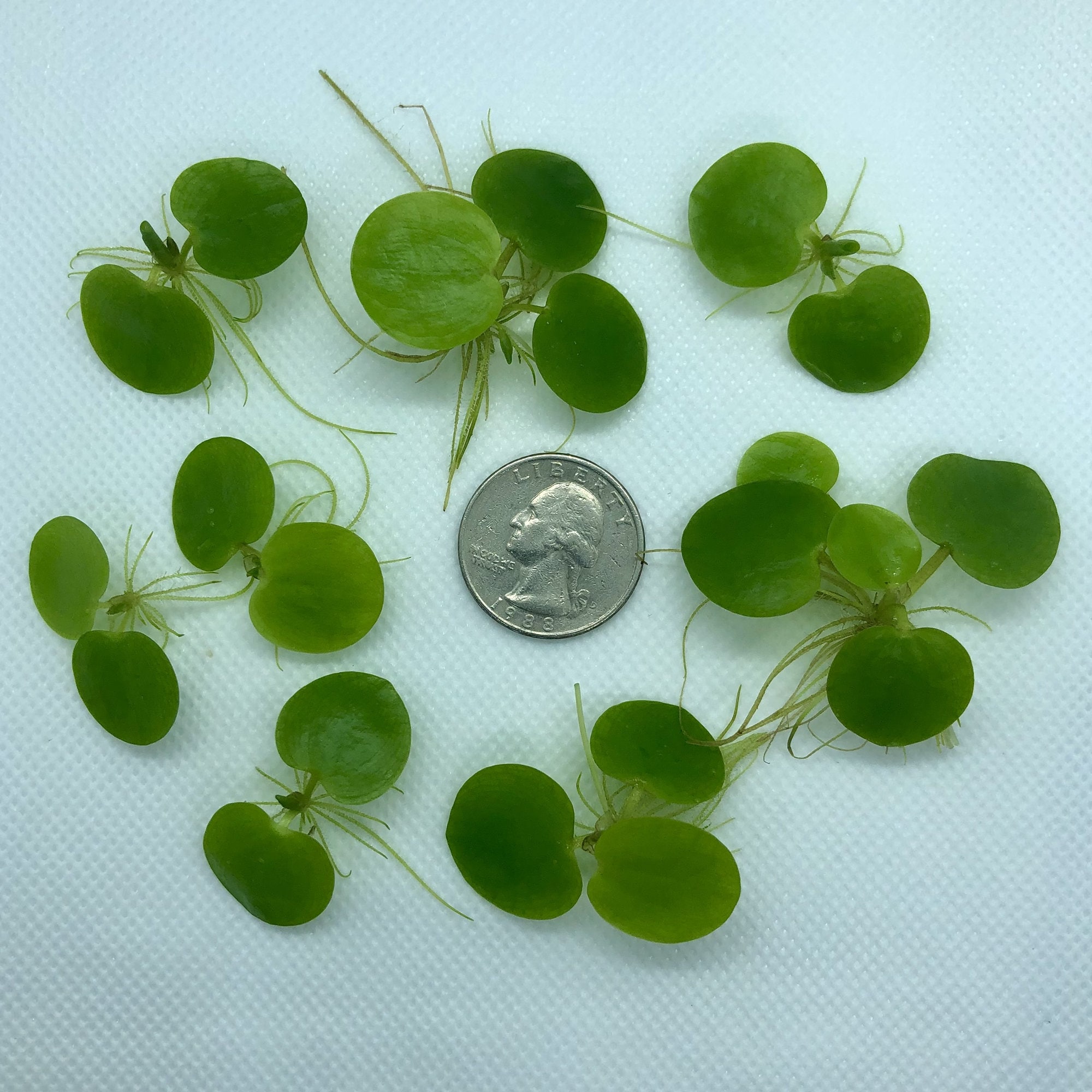 20 Leaf Amazon Frogbit FREE BONUS PLANT Live Floating - Etsy